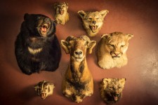 Gallery • Uncommon Objects